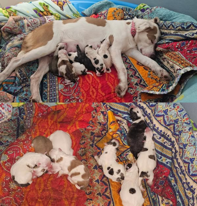 Enceinte et abandonnée, une chienne trouve refuge dans une supérette et ...