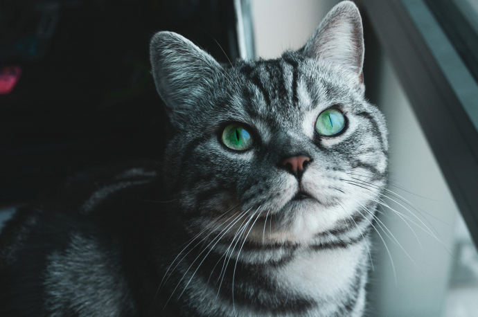 12 magnifiques races de chats gris qui vont vous faire craquer