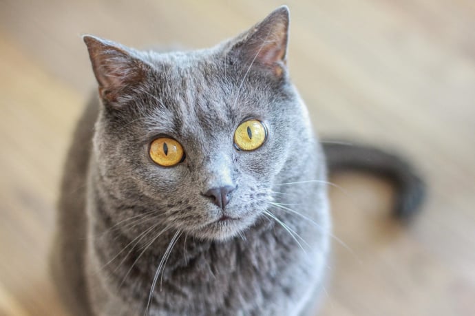 12 magnifiques races de chats gris qui vont vous faire craquer