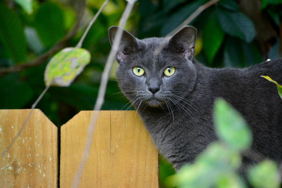 12 magnifiques races de chats gris qui vont vous faire craquer