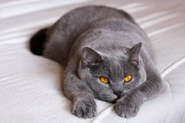 12 magnifiques races de chats gris qui vont vous faire craquer