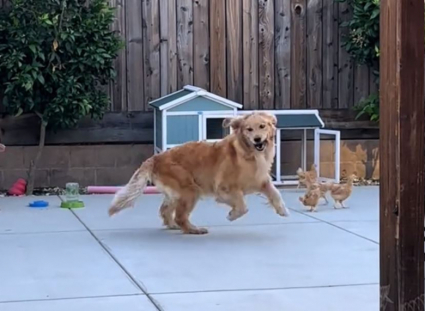 Dans le jardin, une Golden Retriever s'amuse avec ses poules et s ...