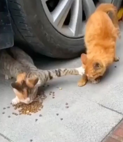 18 photos de chats qui ne vous laisseront pas insensible