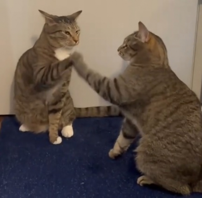 Ces 2 frères chats adoptés ensemble ont un salut spécial qu'ils ...