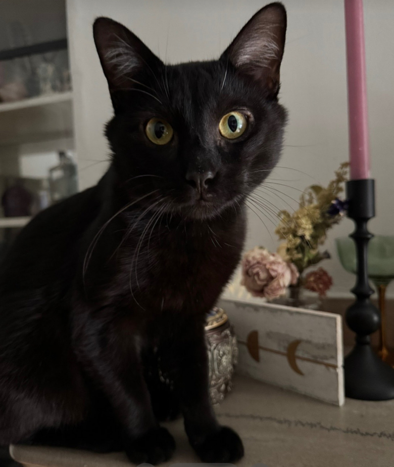 Grâce au pouvoir du sauvetage, ce félin noir passe du statut de chat ...