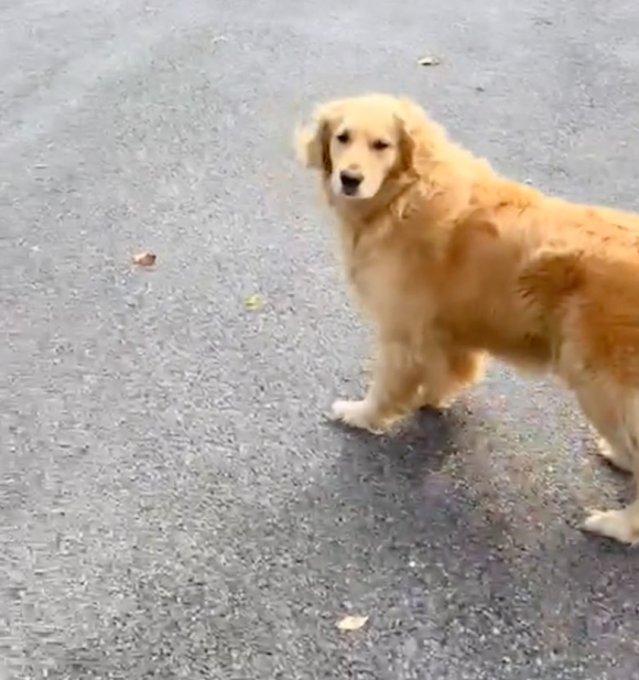 Après 2 semaines de séparation, cette Golden Retriever fond de joie en ...
