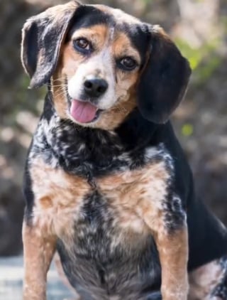 Cette chienne à l'apparence singulière et à la joie de vivre ...