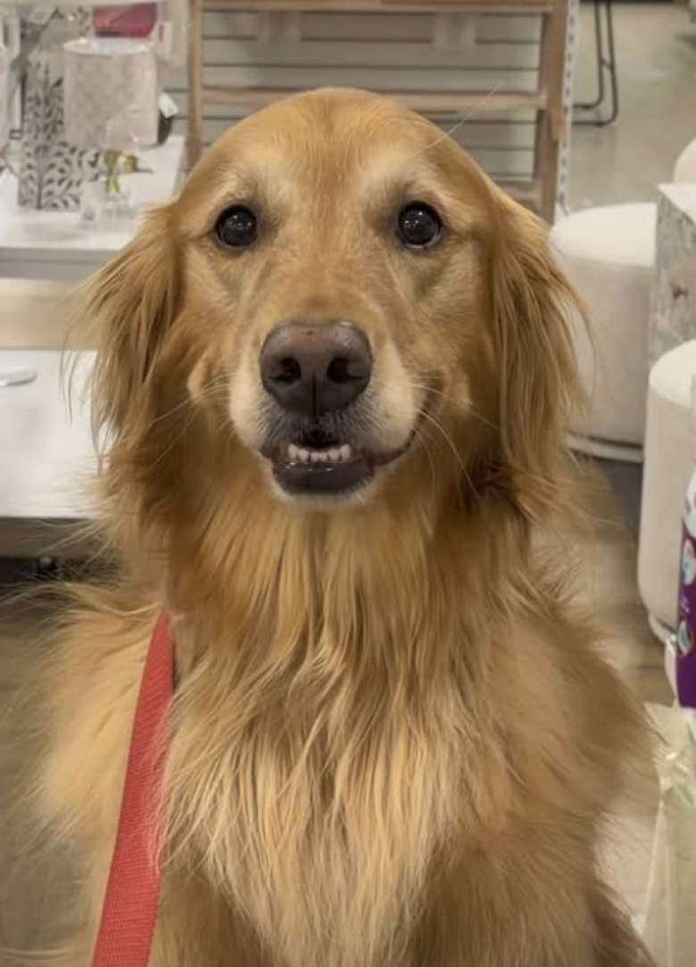 « Elle ment », un Golden Retriever réagit de manière hilarante à une ...