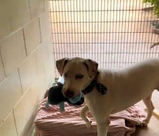 Sourd et malvoyant, un chien de refuge anxieux se voit offrir une ...