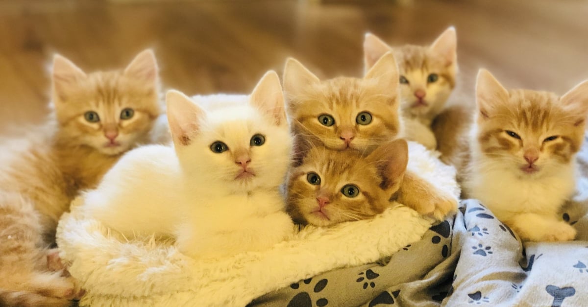 Soutenez "Les Pattounes Libres" avec les Clics Solidaires Woopets