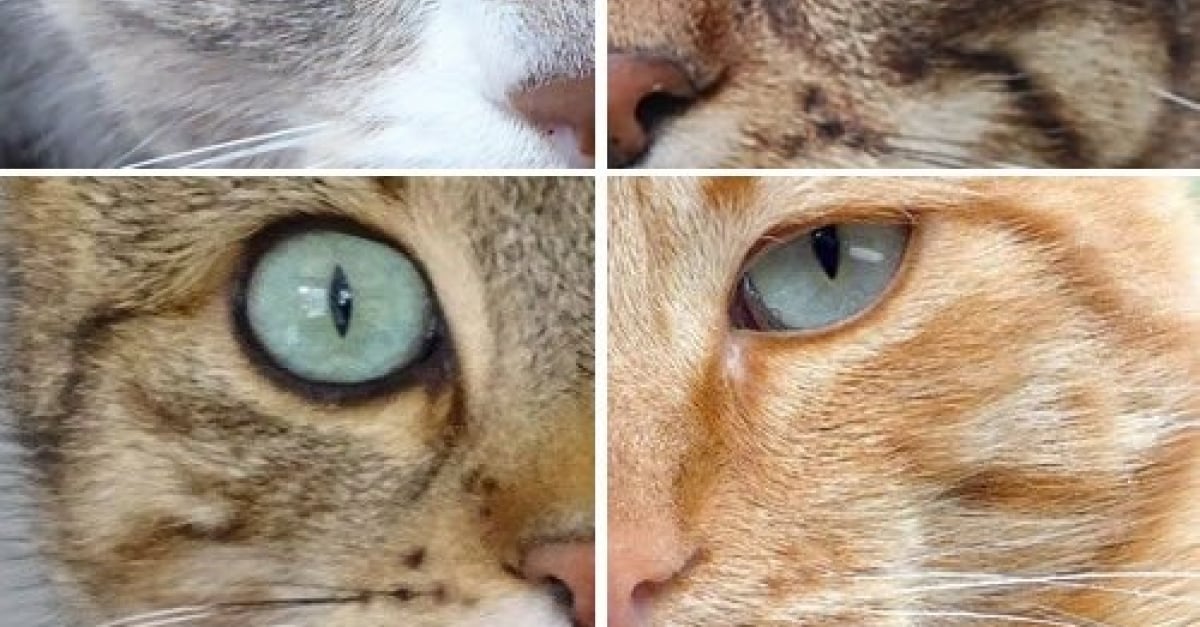 Soutenez "Association du Chat Libre" avec les Clics Solidaires Woopets