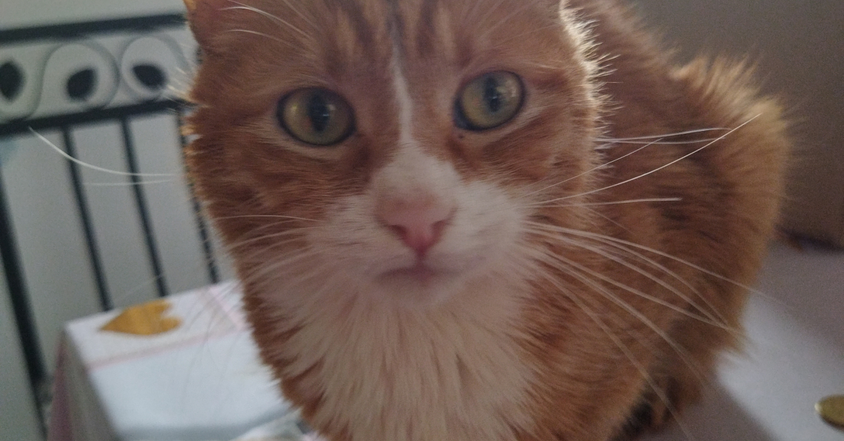 Soutenez "les chats'mis de caramel" avec les Clics Solidaires Woopets