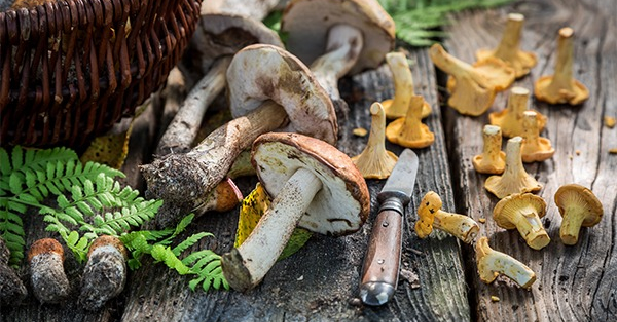 Donner des champignons sauvages à son chien : quels sont les dangers