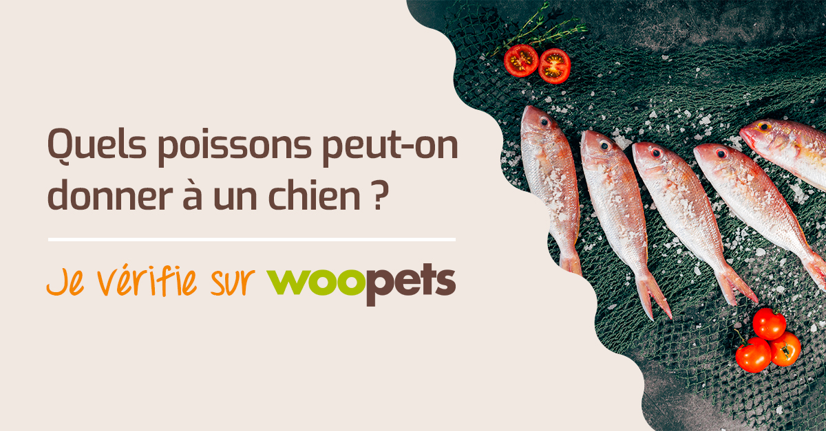 Quels poissons peut-on donner à son chien