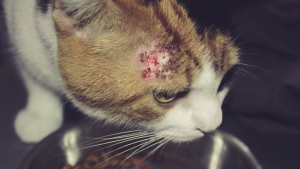 Combattre les poux chez le chat : comment s'en débarrasser