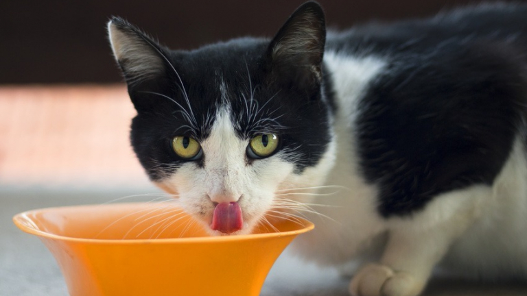 Mon chat mange trop vite : comment le réguler