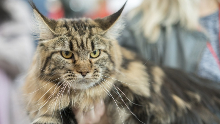 Comment choisir entre un chat mâle et femelle
