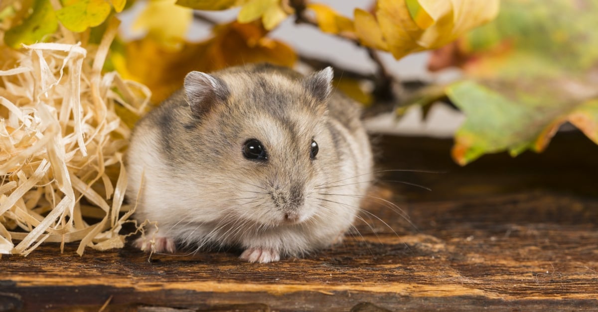 Quel hamster choisir ? - Nos conseils pour bien choisir
