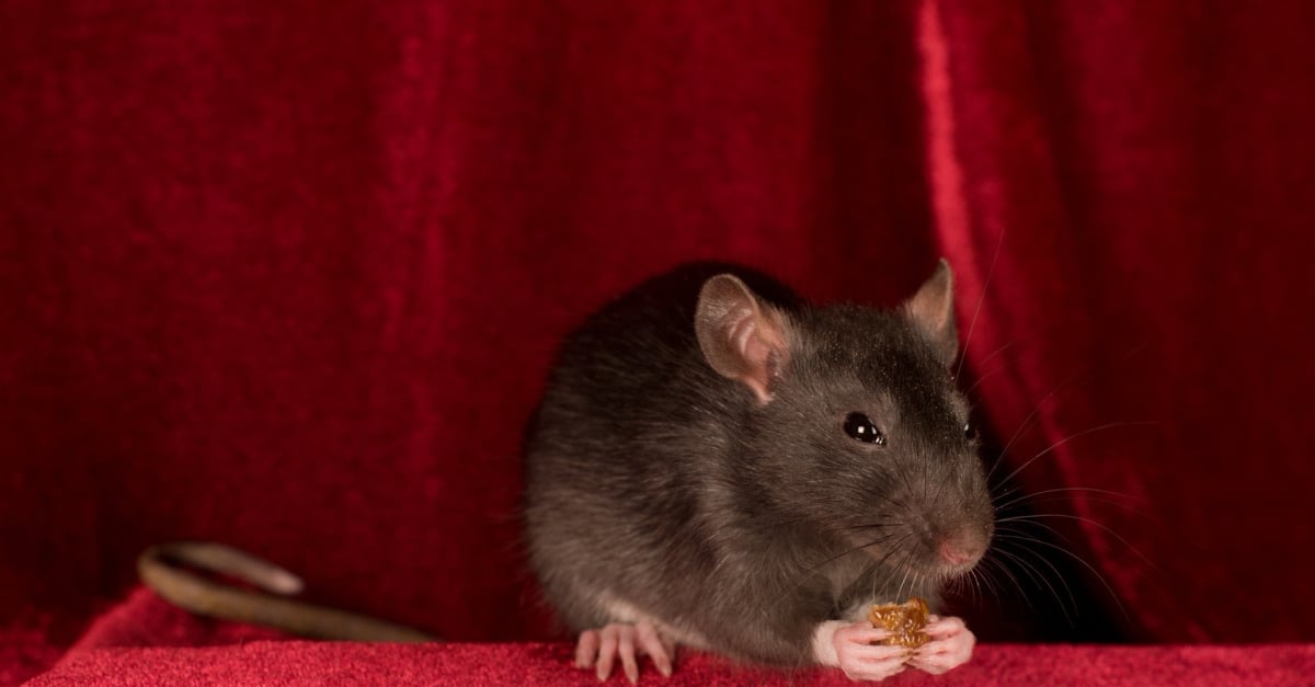 Alimentation Rat Maison | Ventana Blog