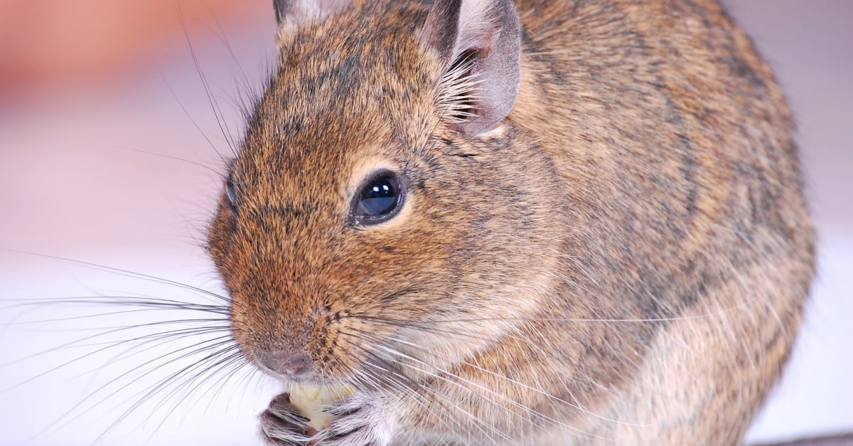 Nourrir un octodon : que lui donner à manger
