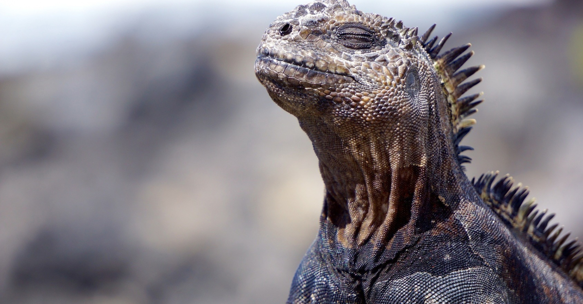 Nourrir un iguane : quelle alimentation lui offrir