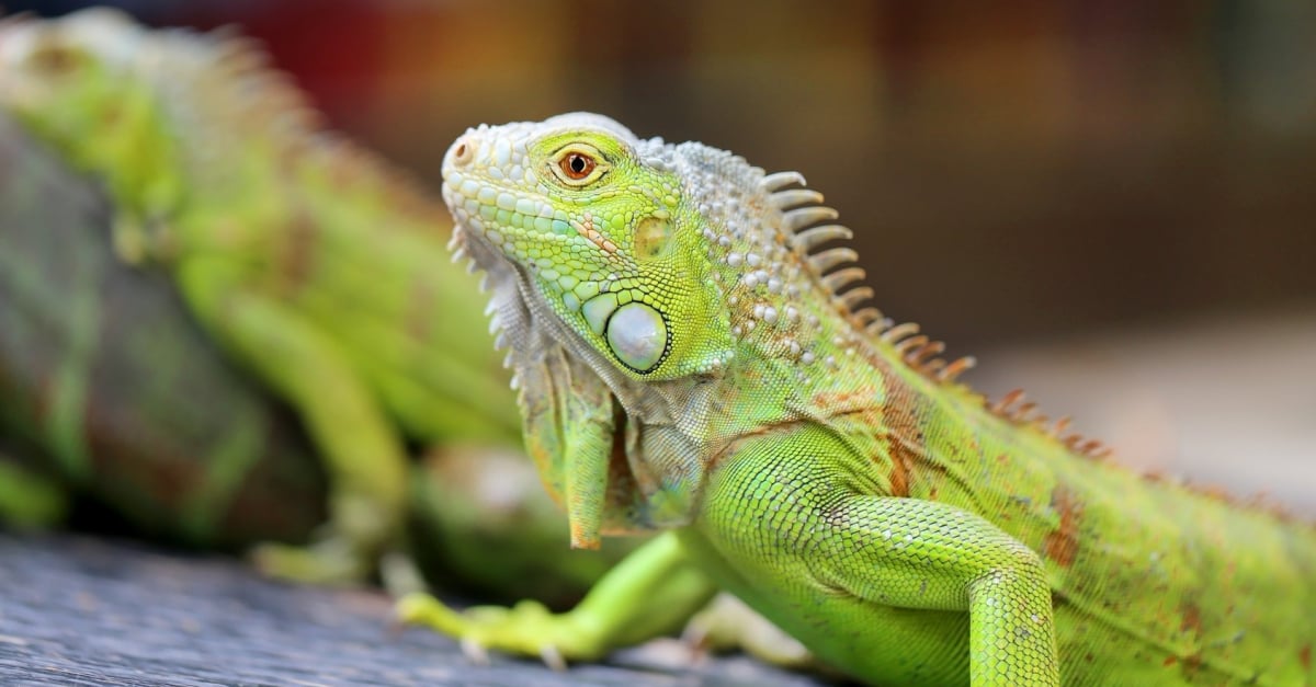 Bien choisir son iguane : nos conseils pour l'adoption