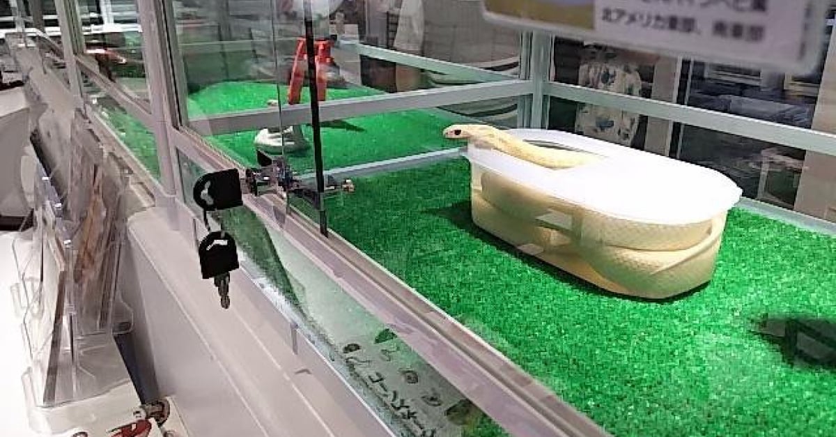 Le Tokyo Snake Center, un bar à serpents ouvre ses portes au Japon