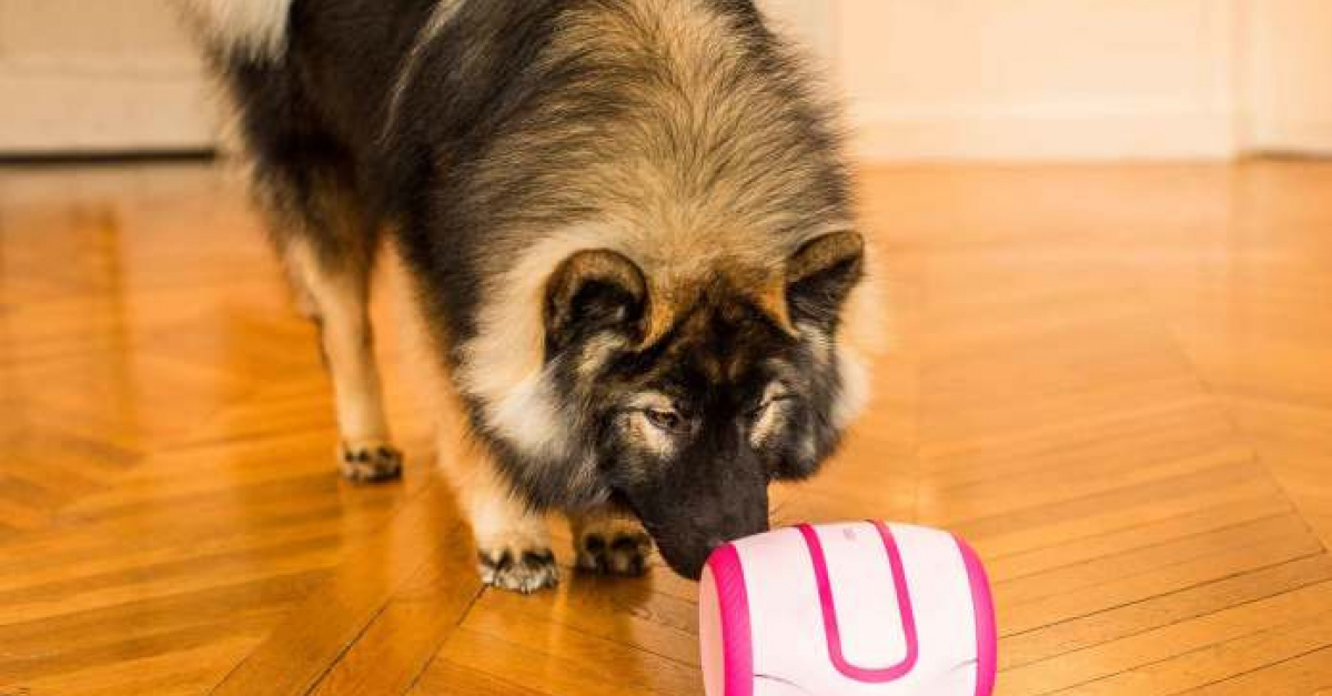 Laïka, un robot intelligent à destination des chiens