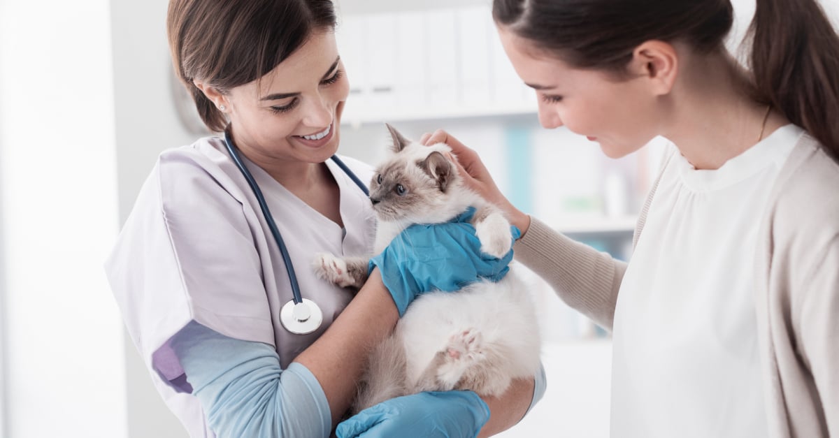 Nos conseils pour bien choisir le vétérinaire de votre chat