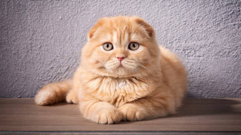 Cancer et tumeurs chez votre chat : prévention, symptômes, diagnostic ...