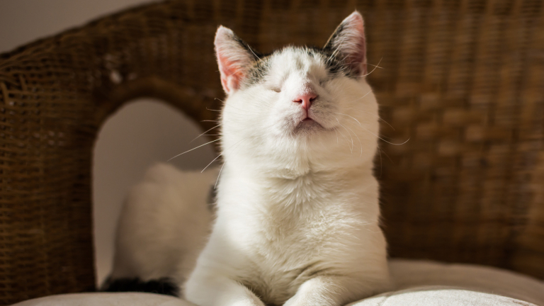 Nos conseils pour vous occuper d'un chat aveugle