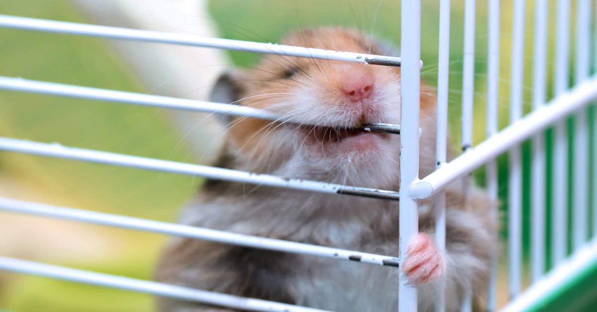 Quelles sont les maladies de peau de votre hamster et comment les traiter