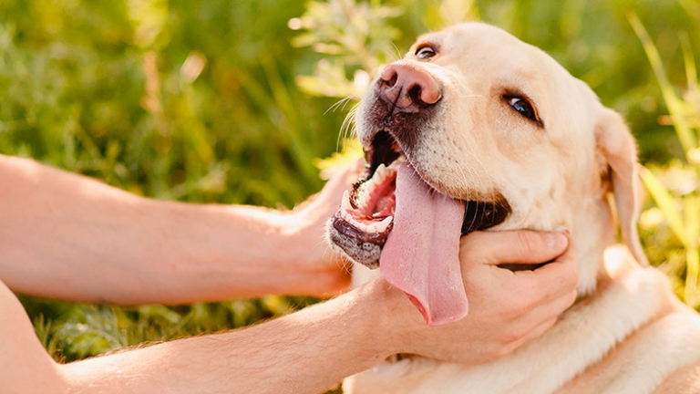 Comment et pourquoi caresser son chien ? - Les bons gestes