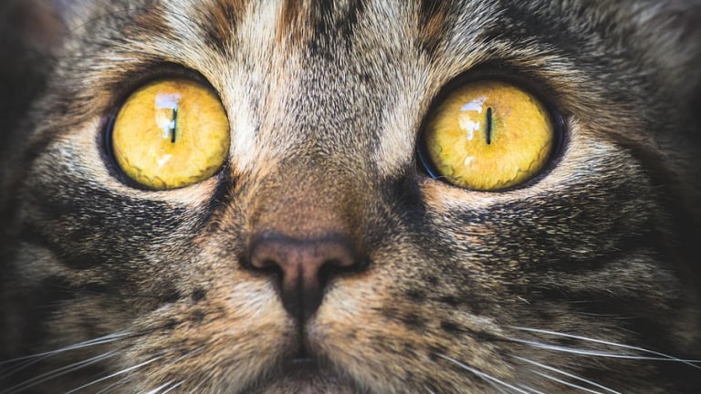 Les différentes maladies des yeux de votre chat et comment les traiter