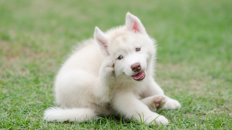 Les piqûres d'aoûtats chez le chien : comment s'en débarraser