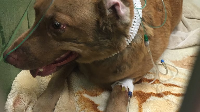 Un chien retourne dans une maison en flammes pour rester auprès de son ...