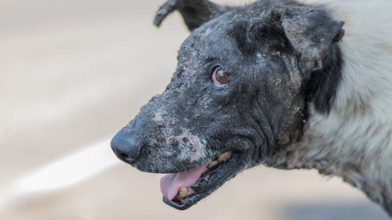 La gale chez le chien : causes, symptômes et traitements