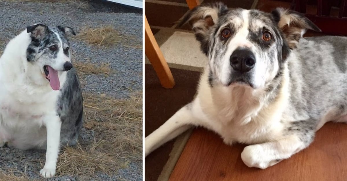 Un chien obèse courait un grave danger ! Découvrez sa transformation ...