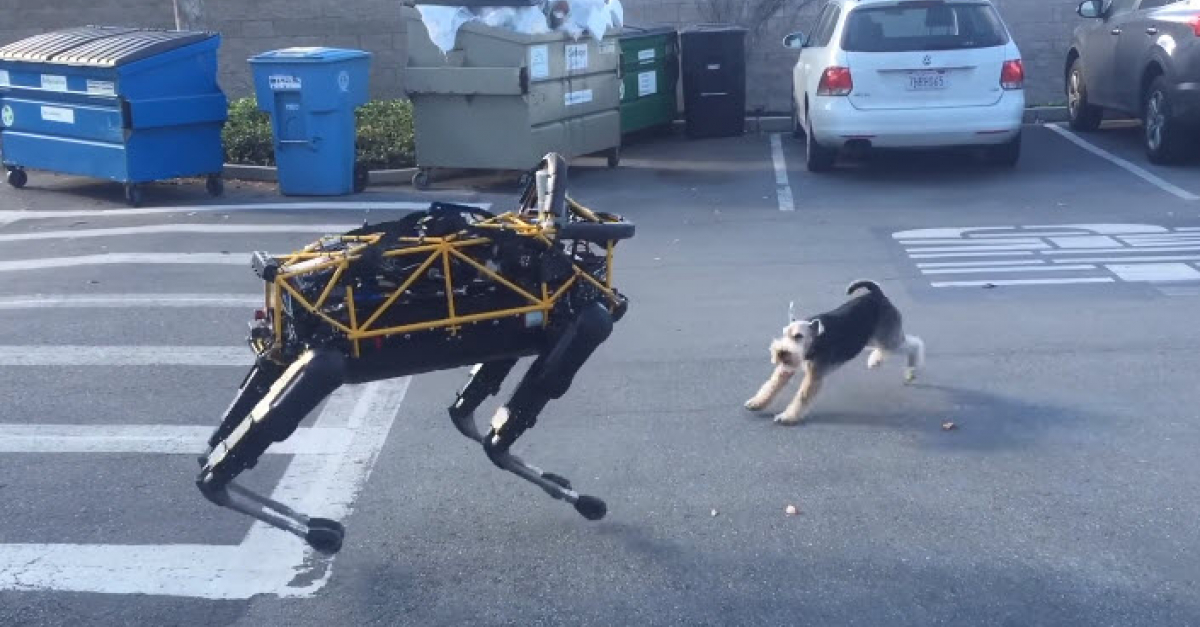 La réaction d’un Fox Terrier face à un robot-chien