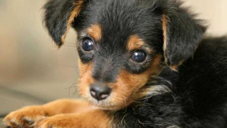 19 superbes photos de Yorkshire Terriers croisés