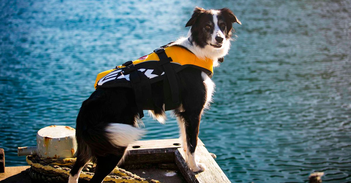 Bailey, un Border Collie au job atypique : il chasse les mouettes du ...
