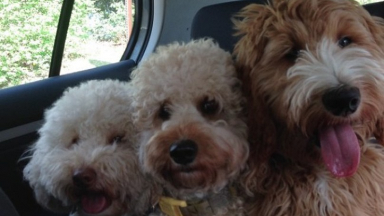 16 choses que tous les propriétaires de chiens « Doodles » ne ...