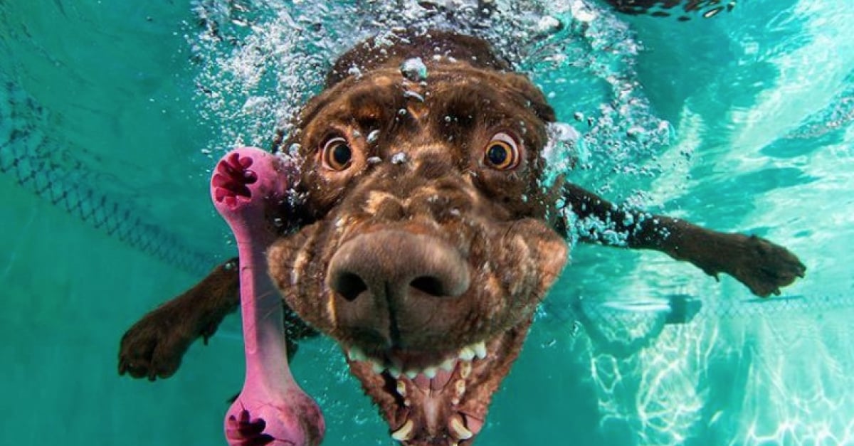 17 Gifs de chiens pour lesquels plonger depuis un quai est le plaisir ...