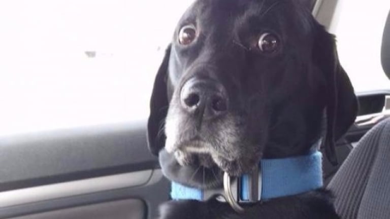 15 photos de chiens qui ont des peurs étonnantes