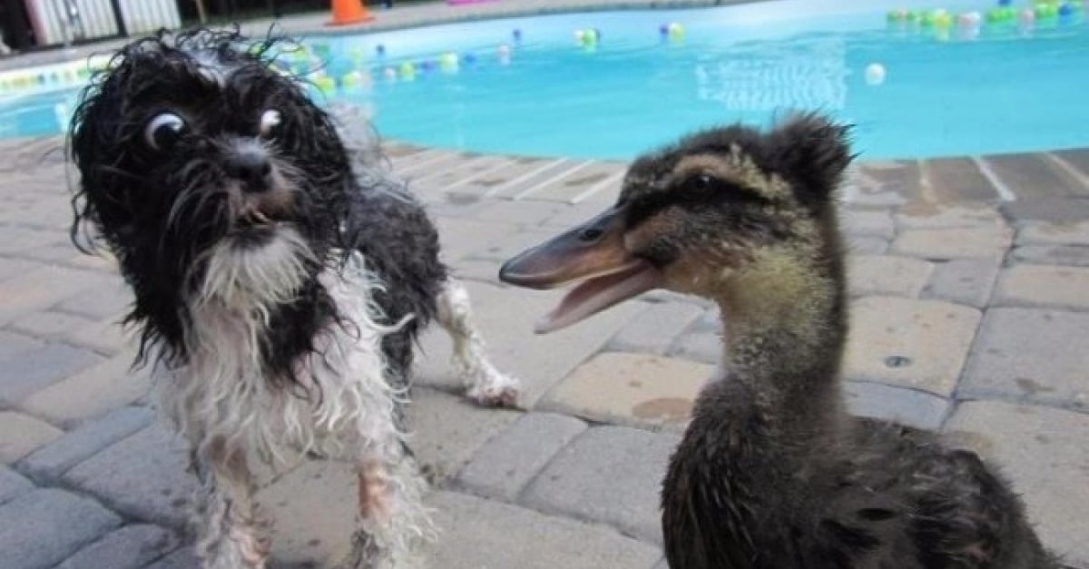 15 photos de réactions de chiens qui vous feront mourir de rire