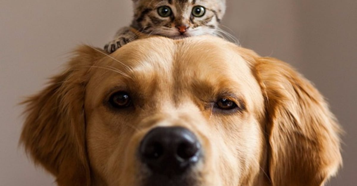 18 photos qui prouvent que chiens et chats peuvent être d’excellents amis