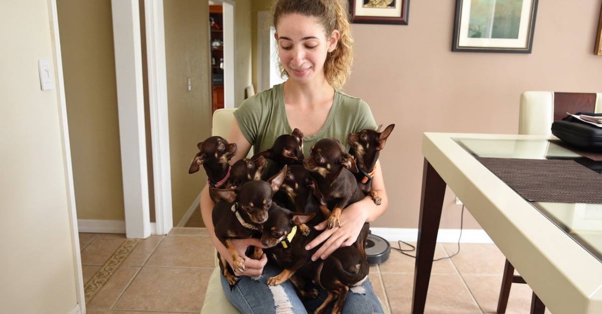 Miracle Milly est officiellement le chien le plus cloné au monde