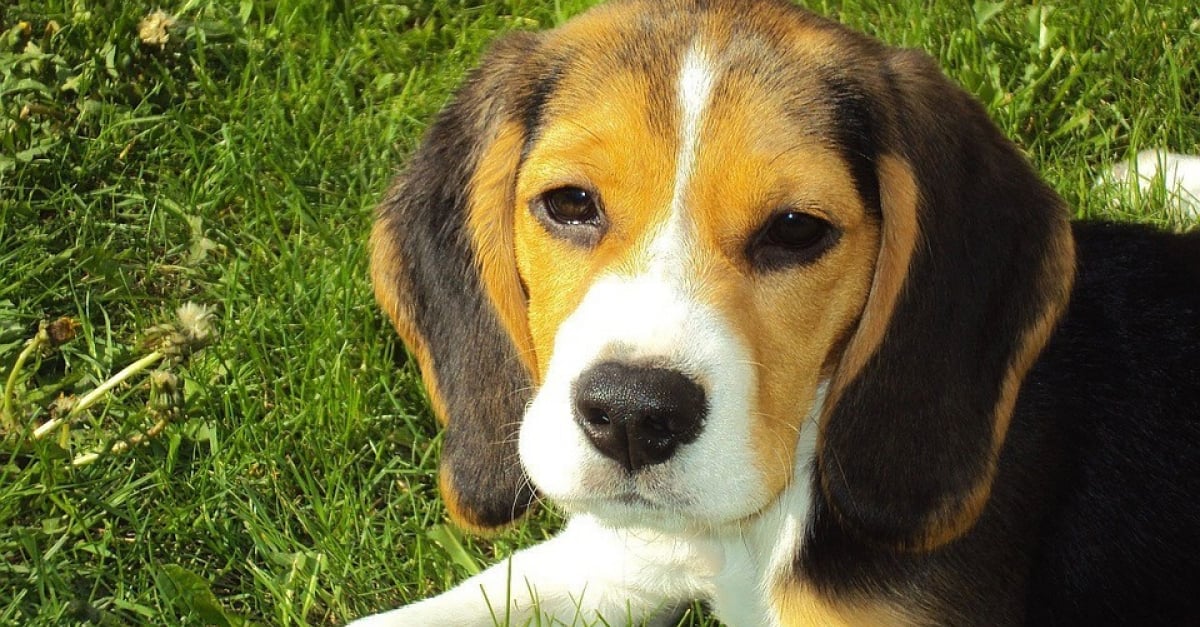 5 faits intéressants à connaître sur le Beagle