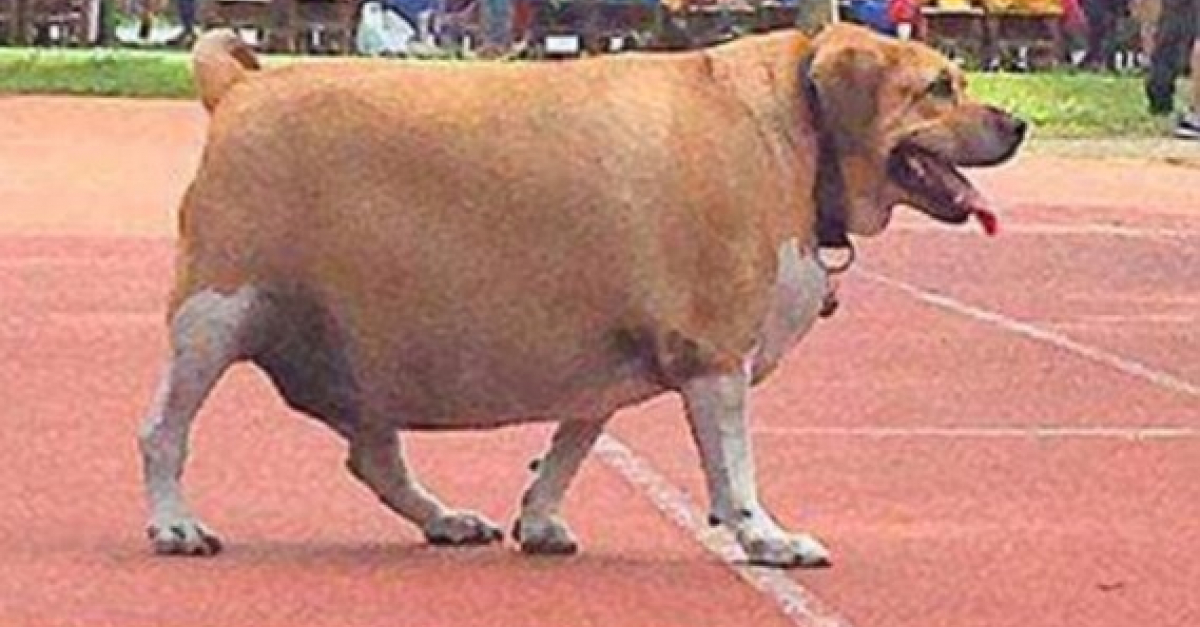 À Taïwan, on a interdit aux élèves d'une école de nourrir leur chien obèse