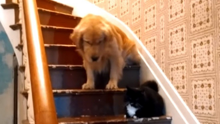6 chiens qui ont trouvé d'amusantes façons de vaincre leurs peurs